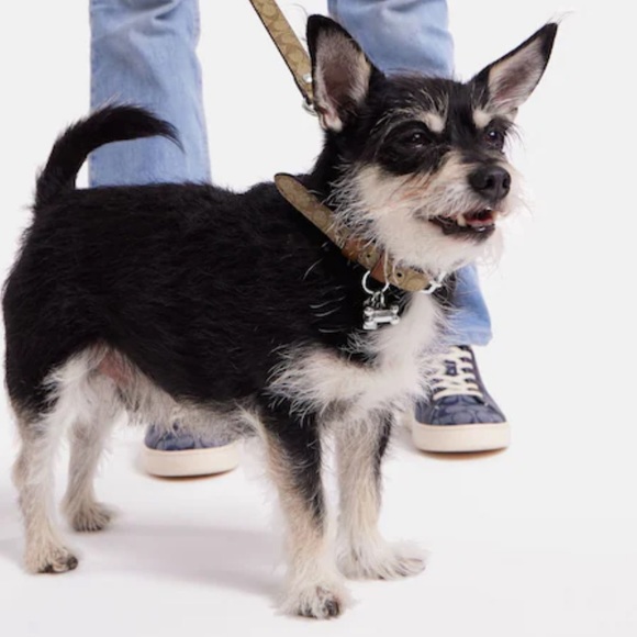 Coach | Dog | Coach Dog Collar And Leash In Signature Canvas Small ...
